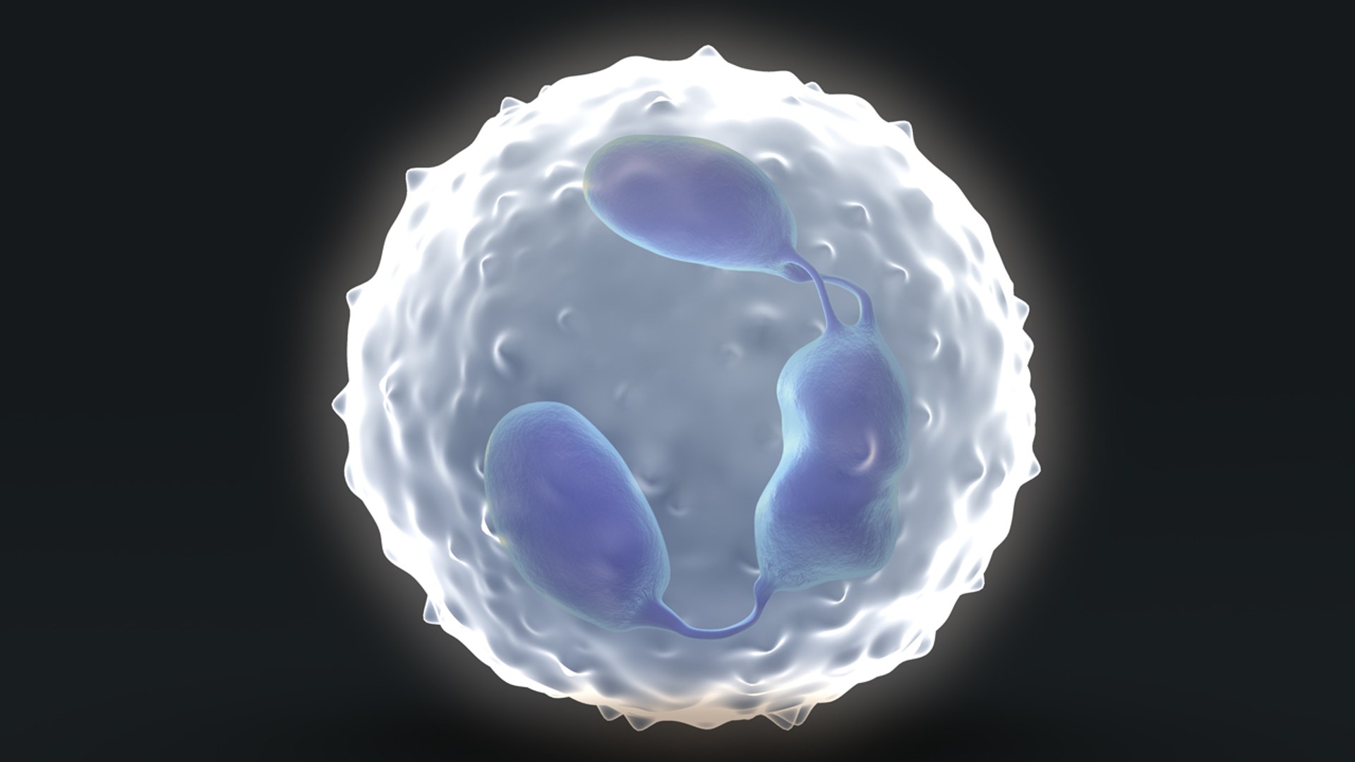 White Blood Cell 3d Obj