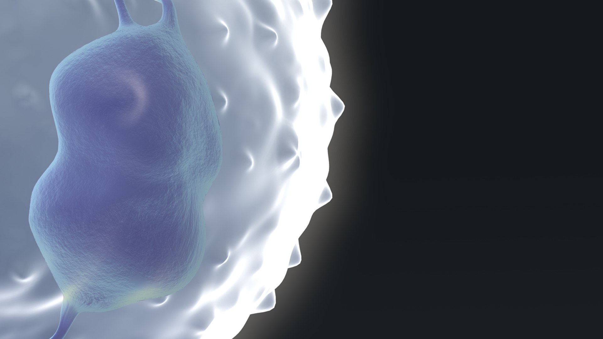 White Blood Cell 3d Obj