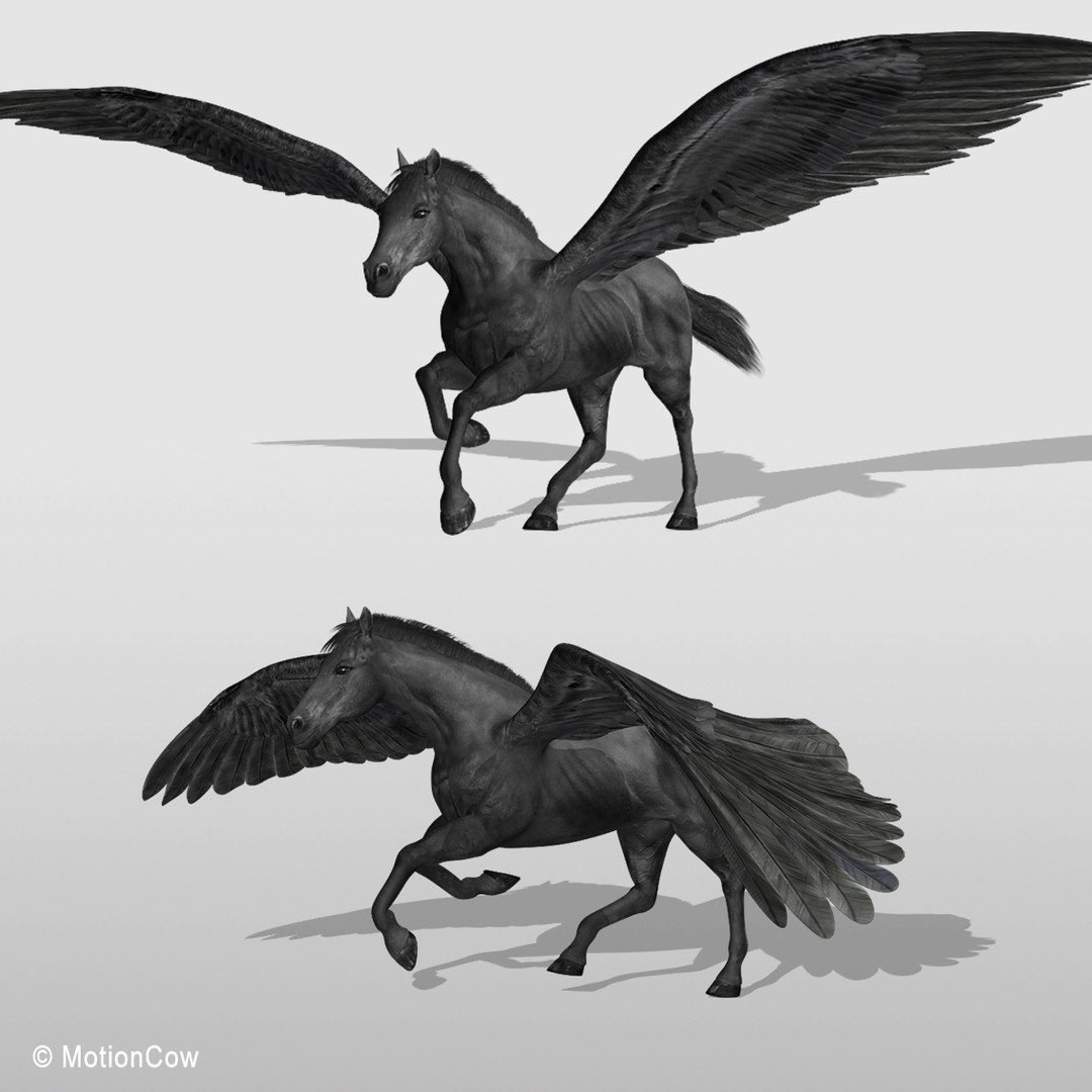 Black Looped Flying Max