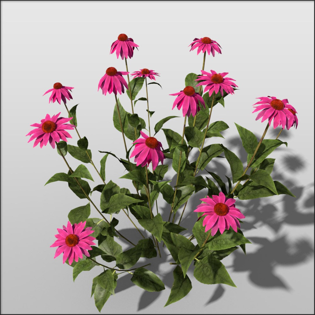 flowers 1 3d c4d