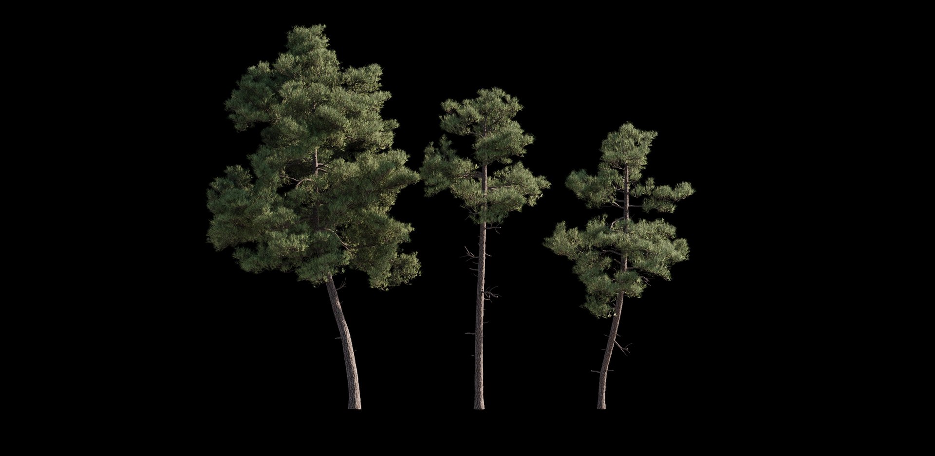 3D Pinus Brutia Pines Corona Model - TurboSquid 1603998