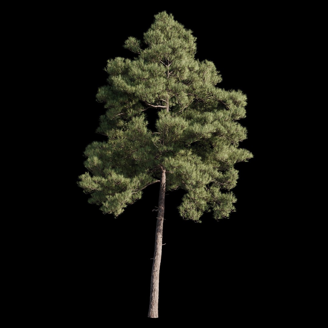 3D Pinus Brutia Pines Corona Model - TurboSquid 1603998