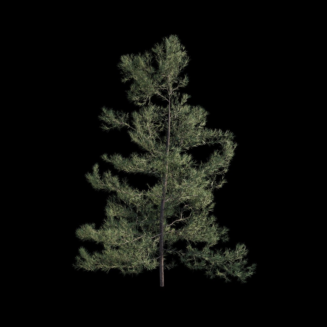 3D Pinus Brutia Pines Corona Model - TurboSquid 1603998