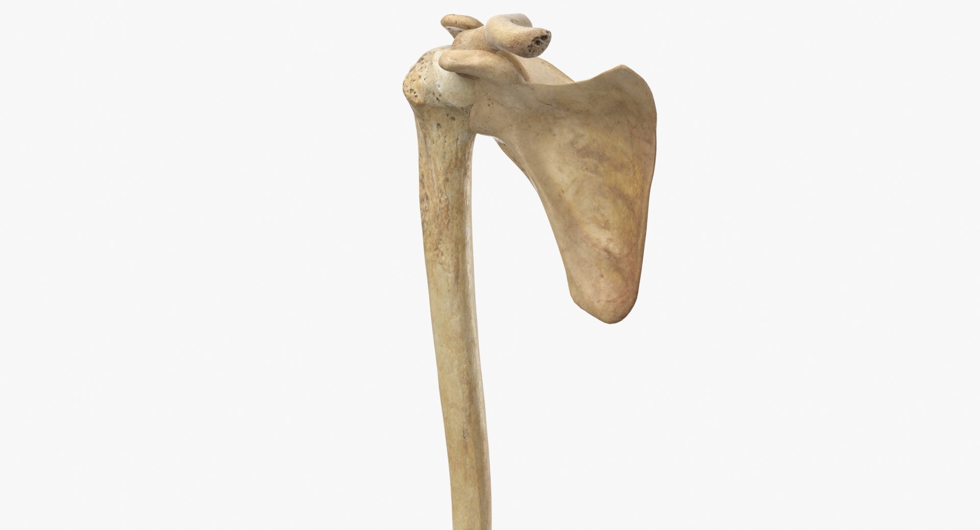 Real human arm scapula 3D model - TurboSquid 1637726