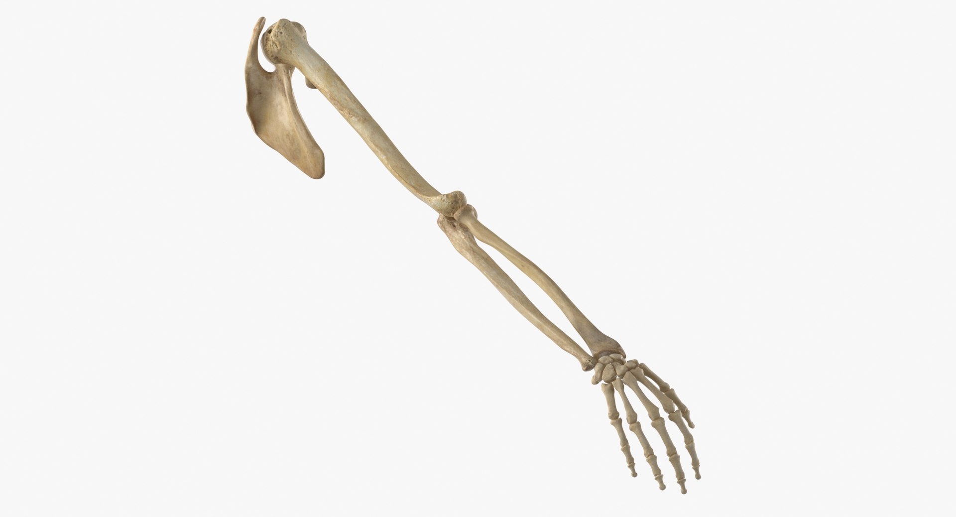 real human arm