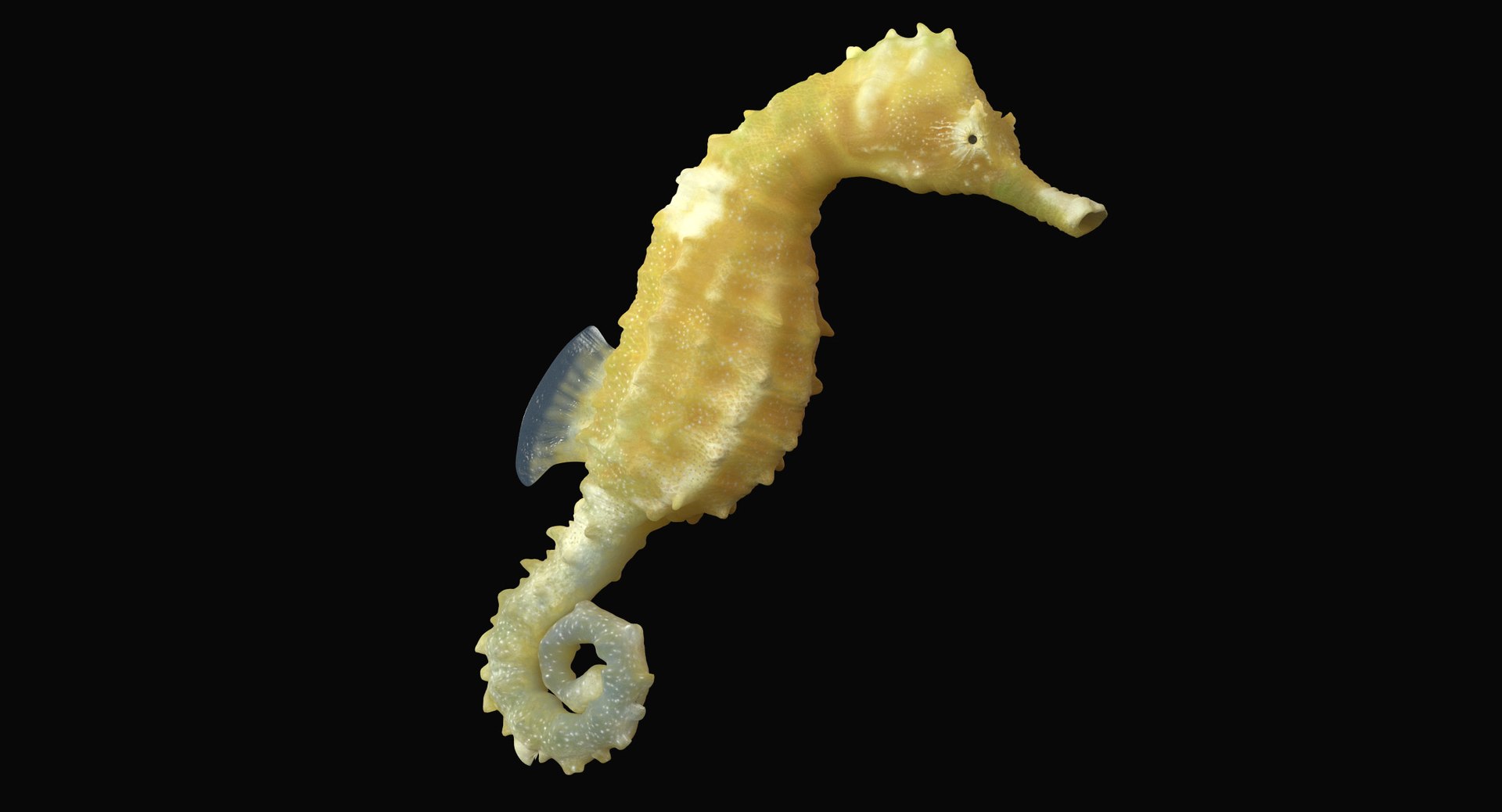 Seahorse Animation 3d Model