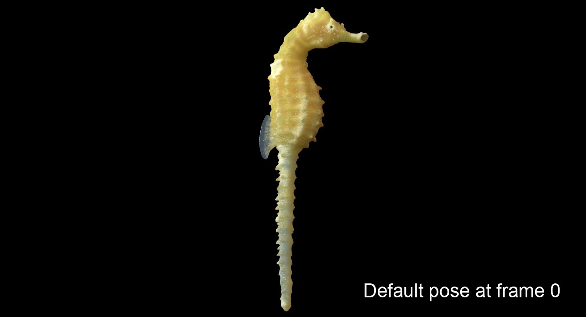 Seahorse Animation 3d Model