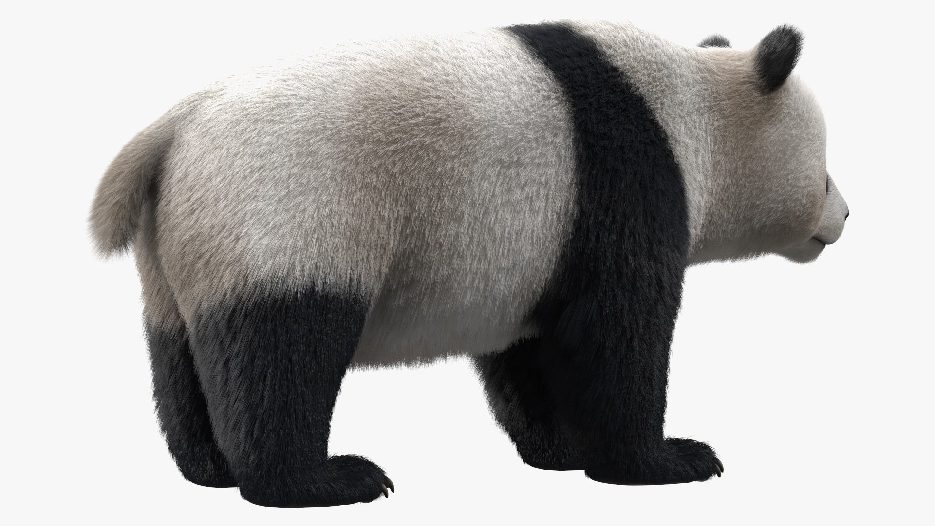 3D model Giant Panda Fur Rigged - TurboSquid 1805454