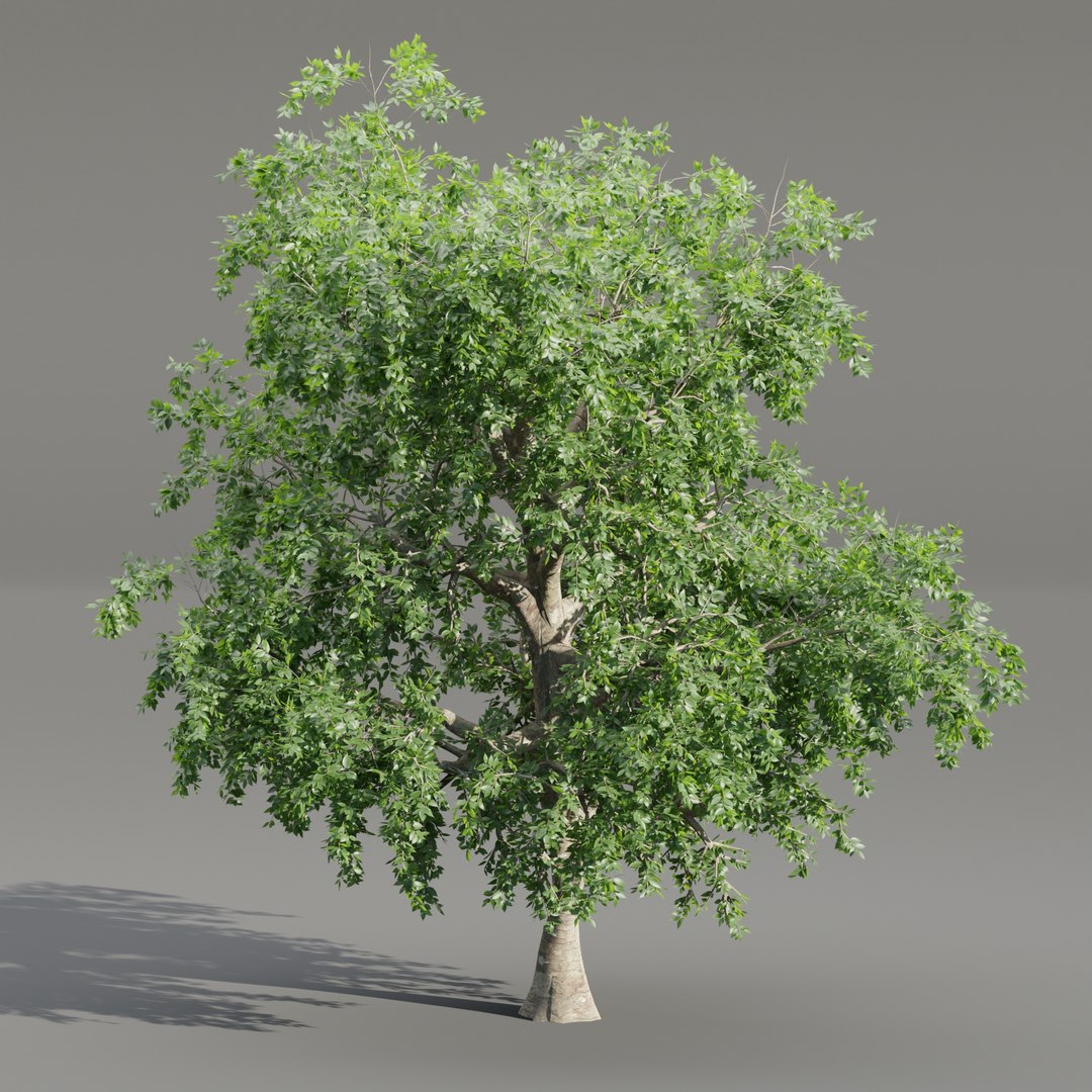 3D Model Trees Collection Vol 238-Blender-3dmodel - TurboSquid 2213964
