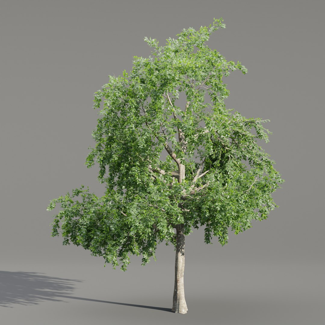 3D Model Trees Collection Vol 238-Blender-3dmodel - TurboSquid 2213964