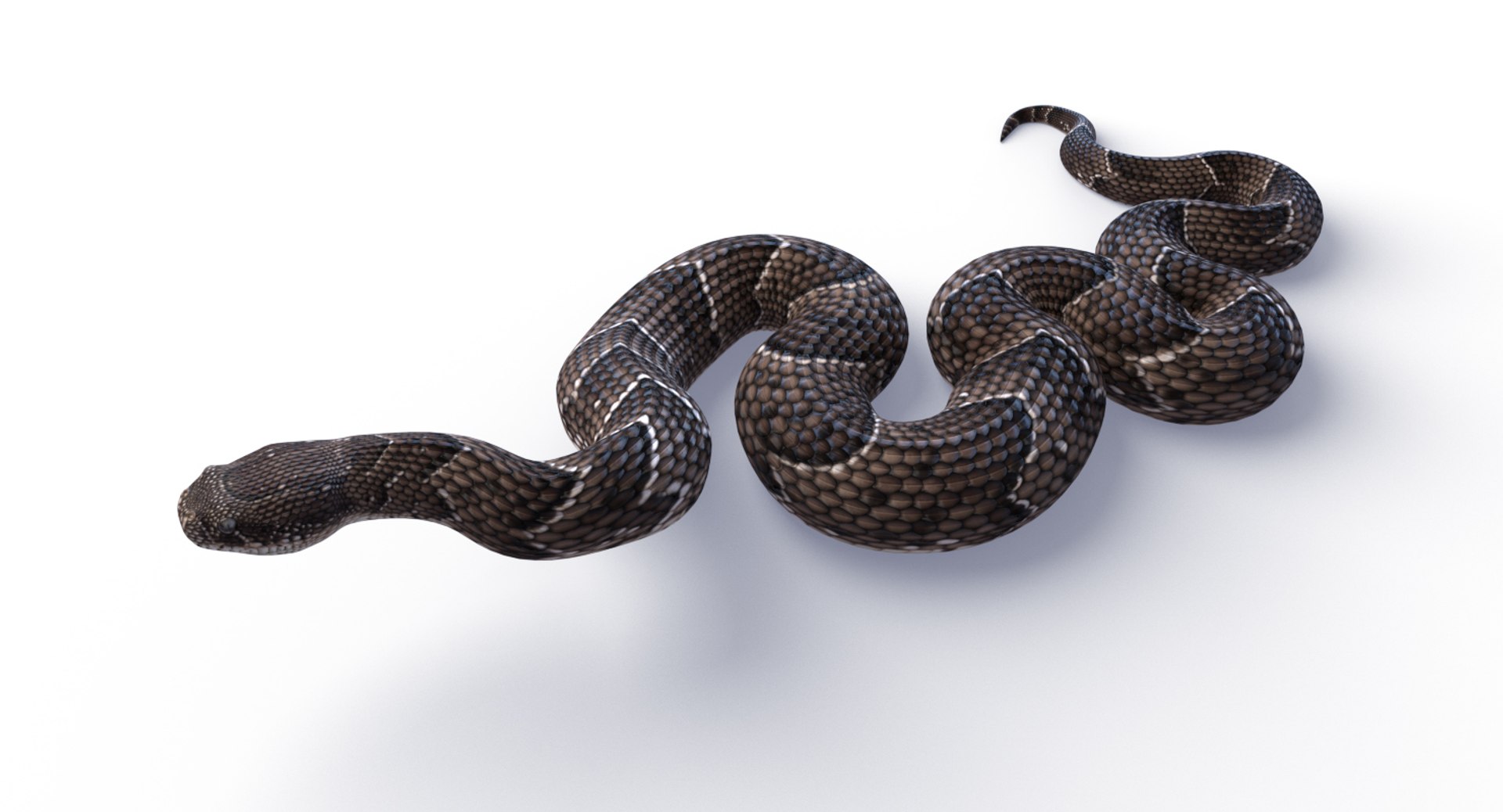3D Puff Adder - 3D Mesh Model - TurboSquid 1775725