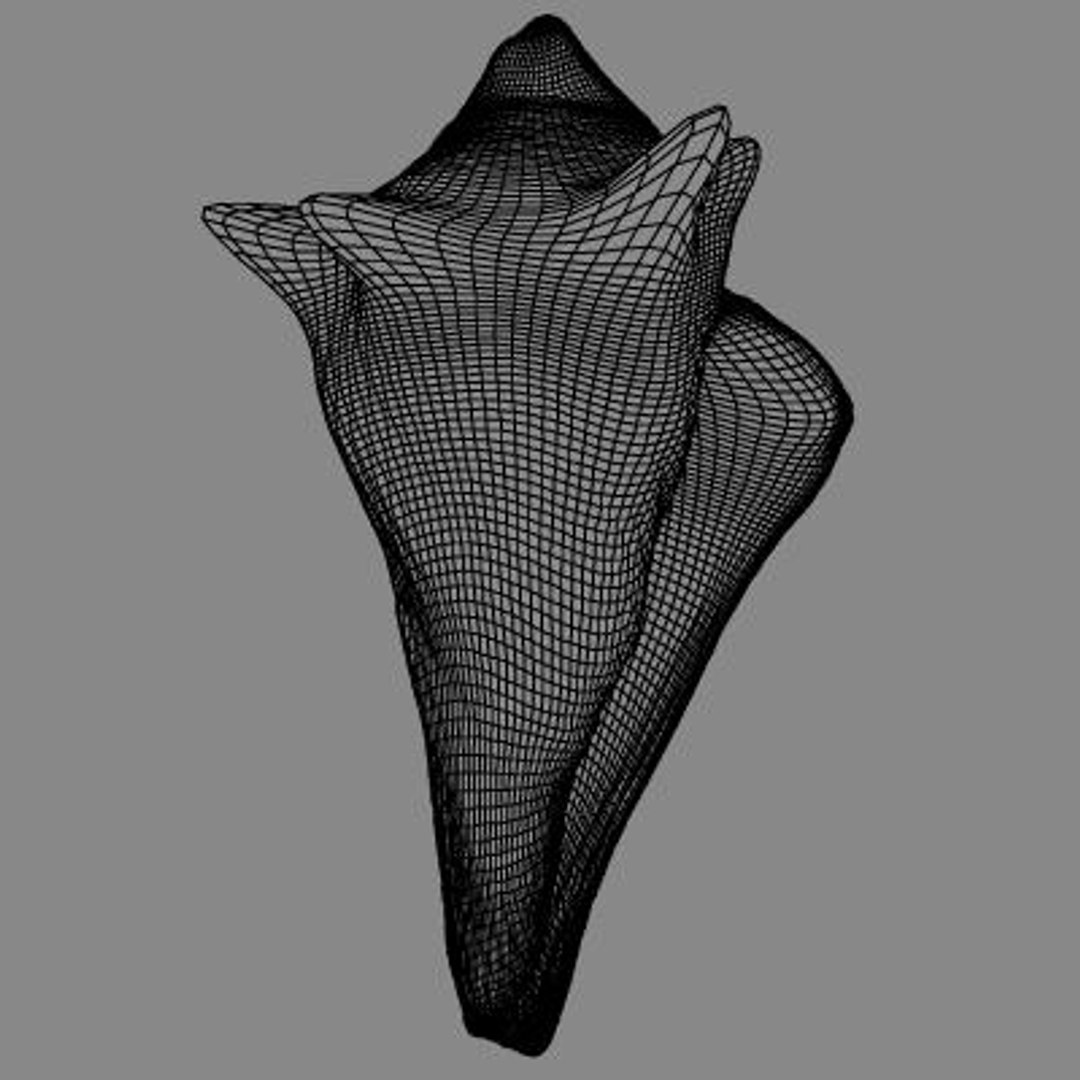 Conch Shell 3d Obj