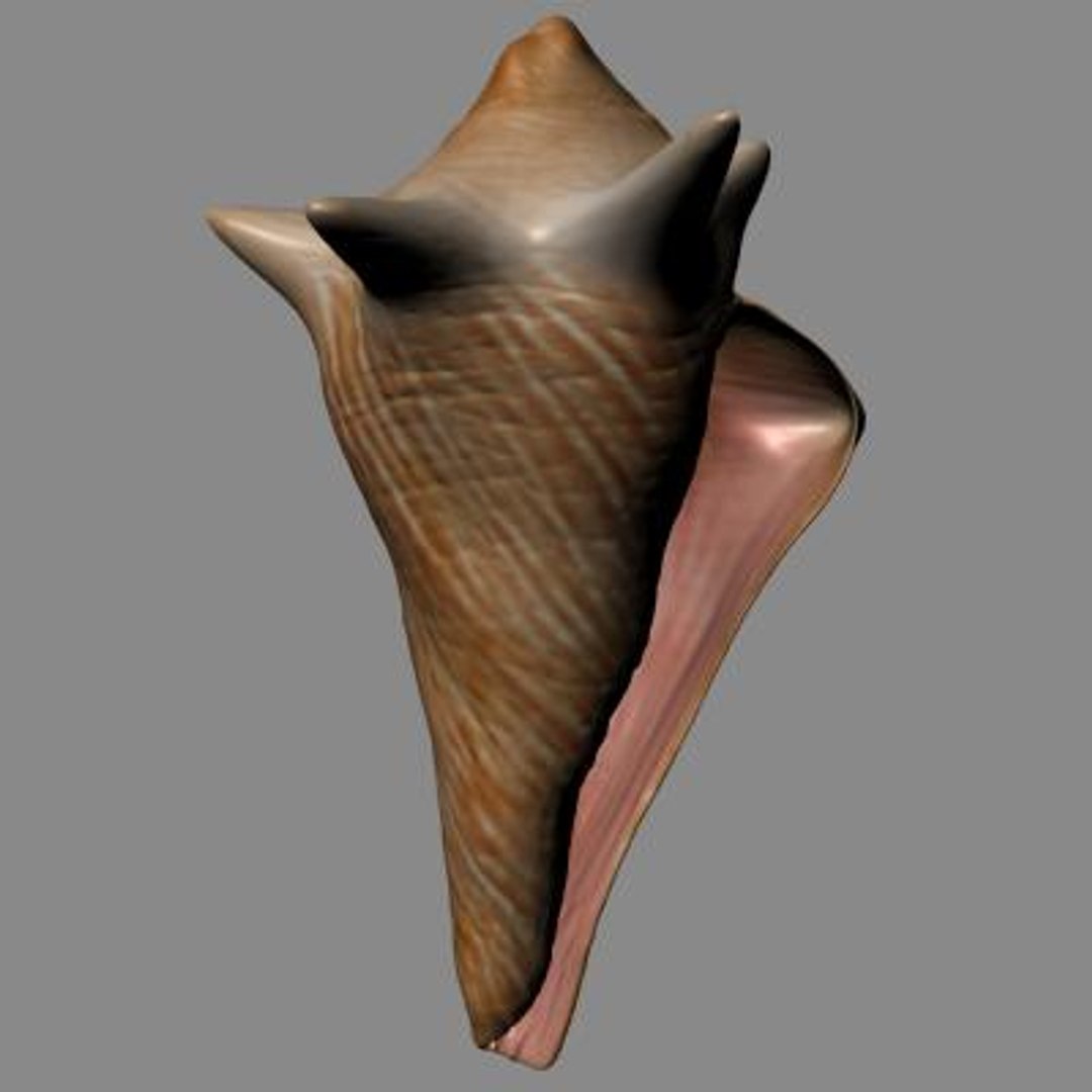 Conch Shell 3d Obj
