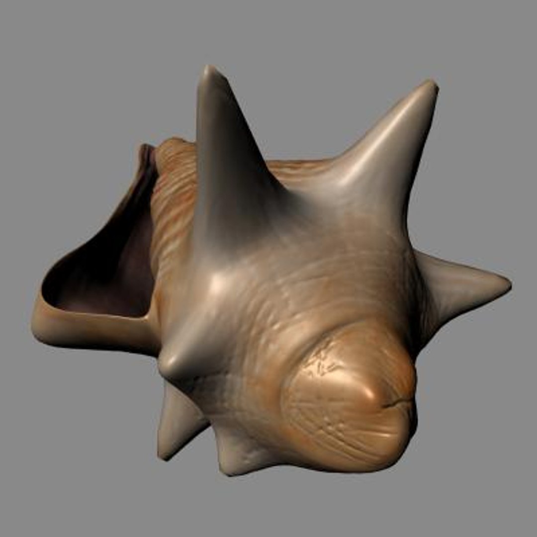 Conch Shell 3d Obj