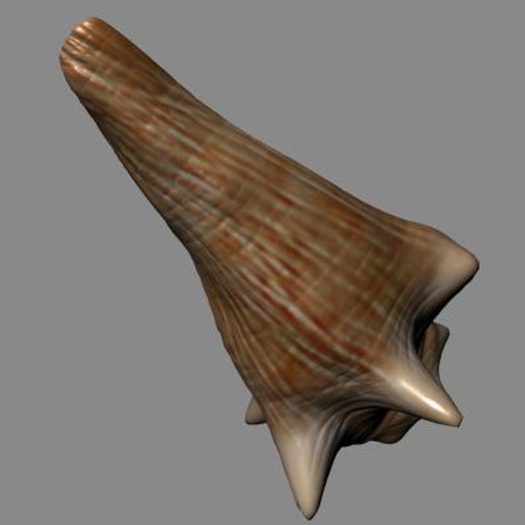 Conch Shell 3d Obj