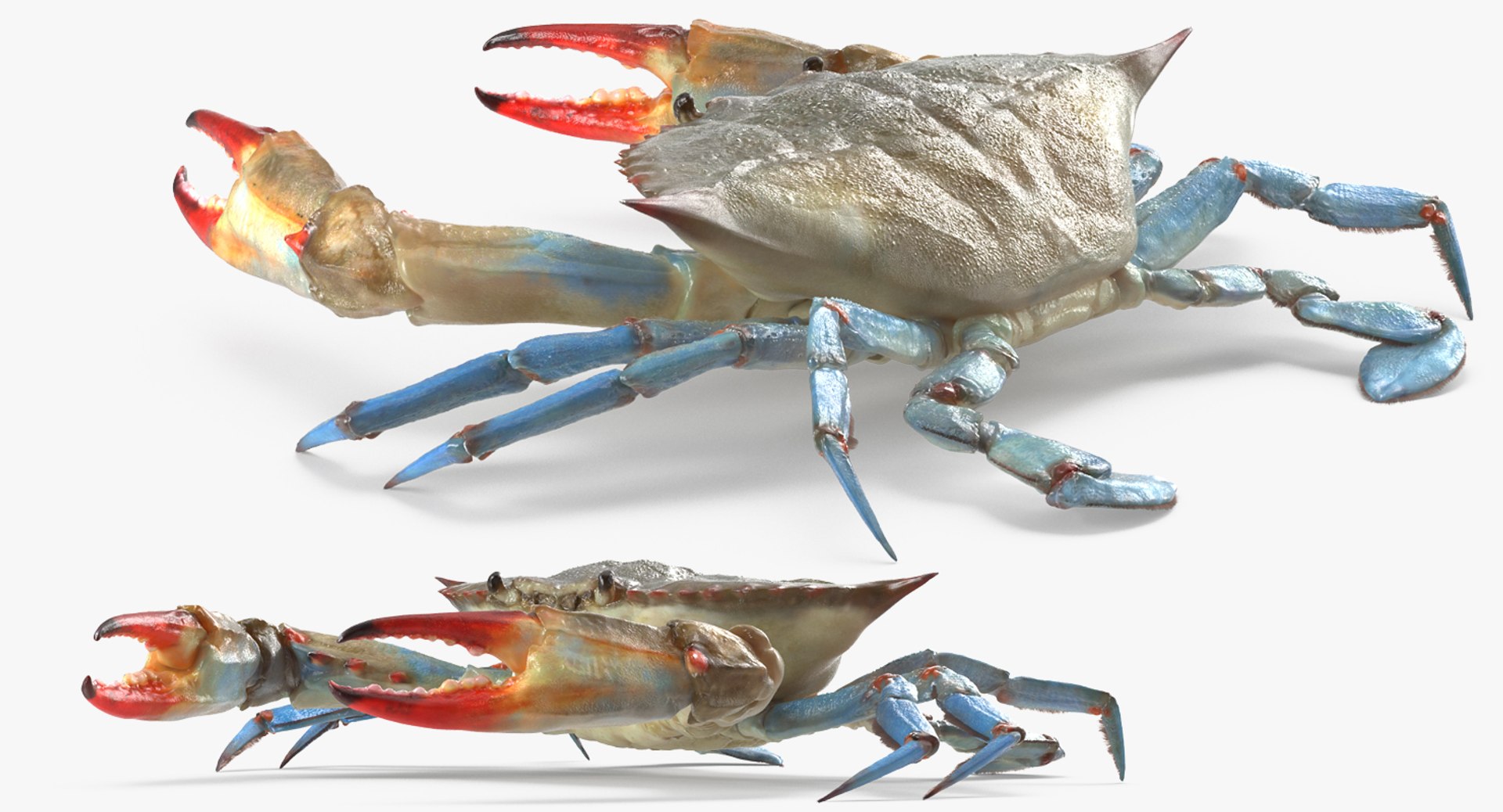 3d model atlantic blue crab