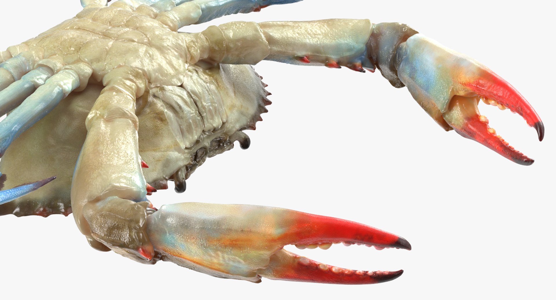3d model atlantic blue crab