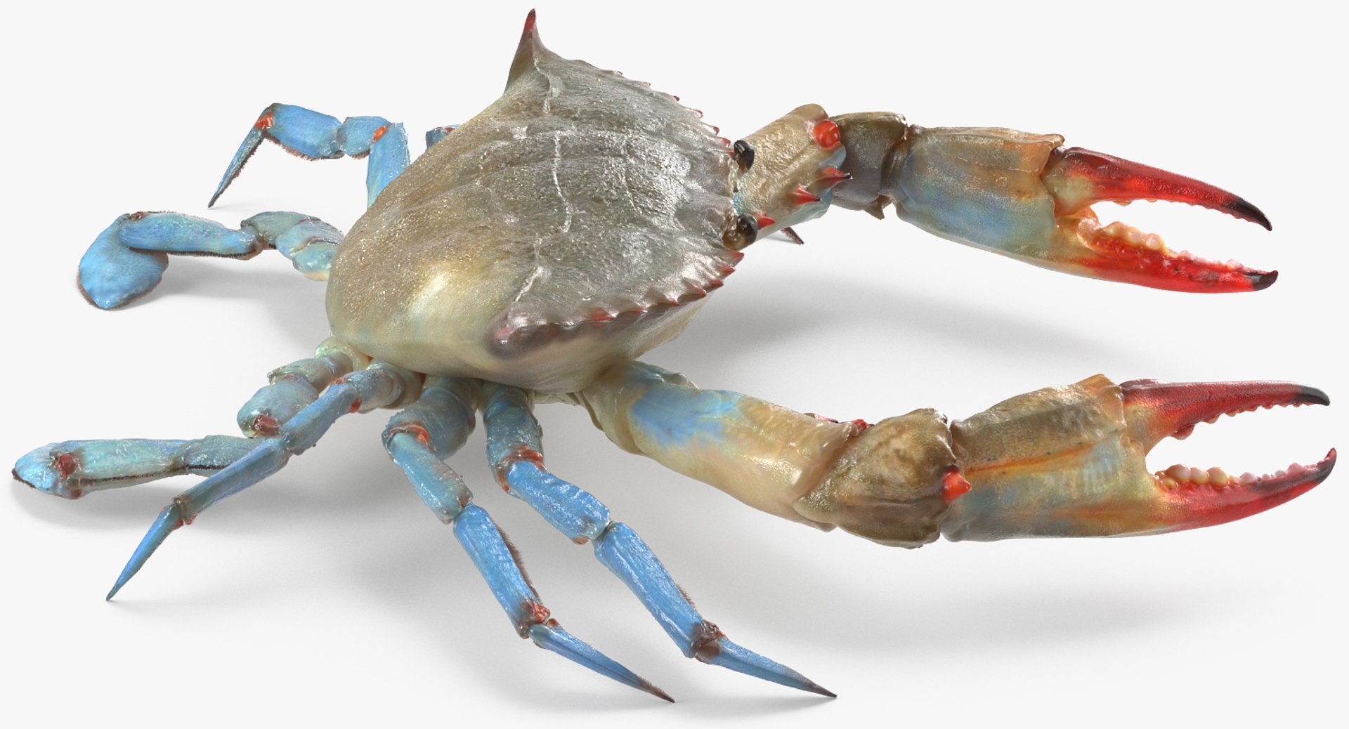 3d model atlantic blue crab