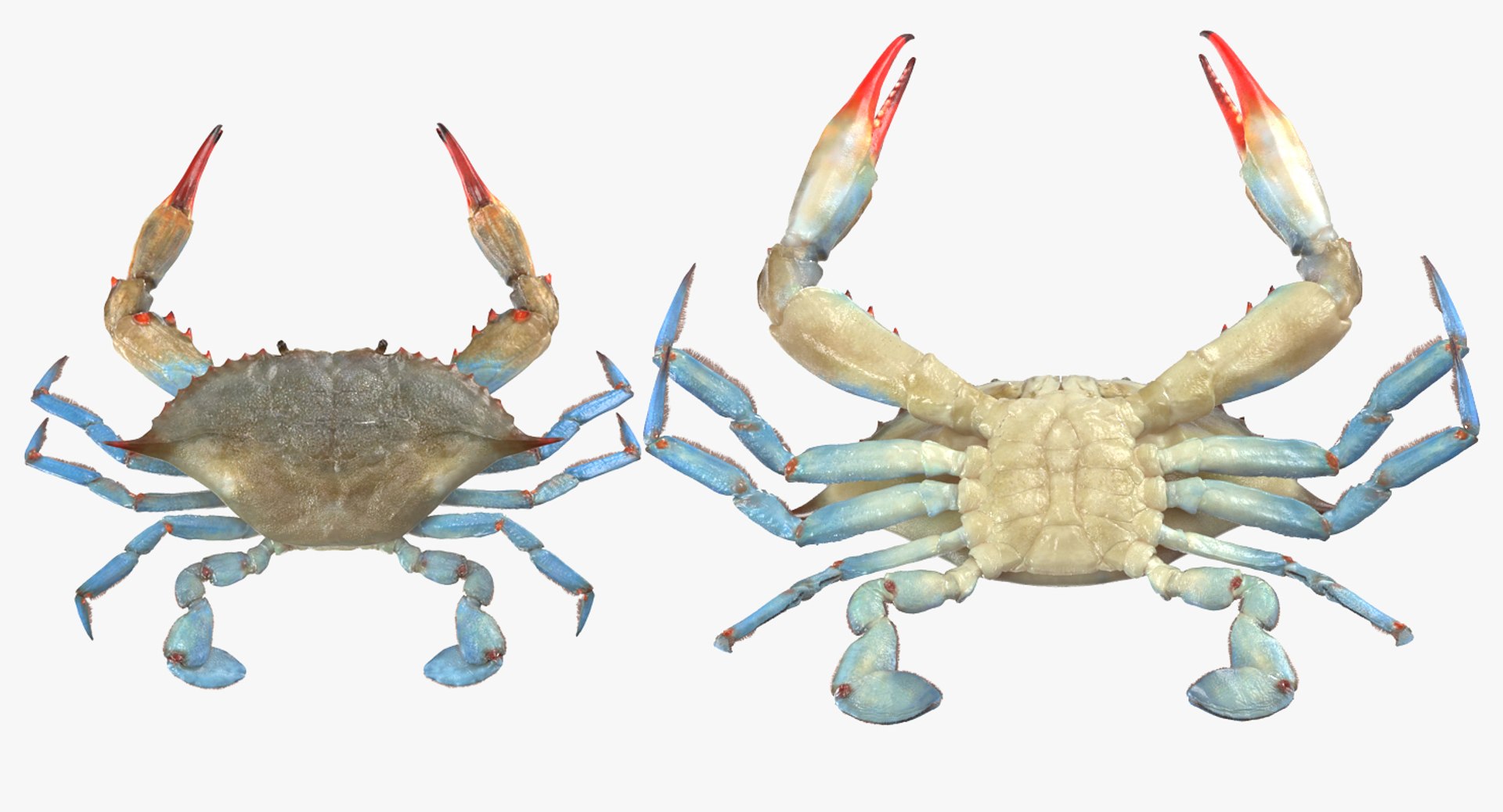 3d model atlantic blue crab
