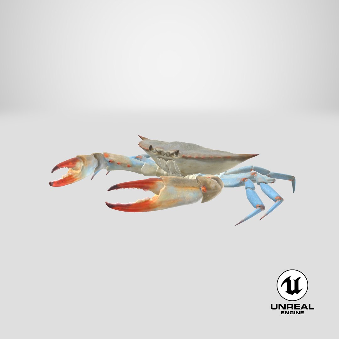 3d model atlantic blue crab