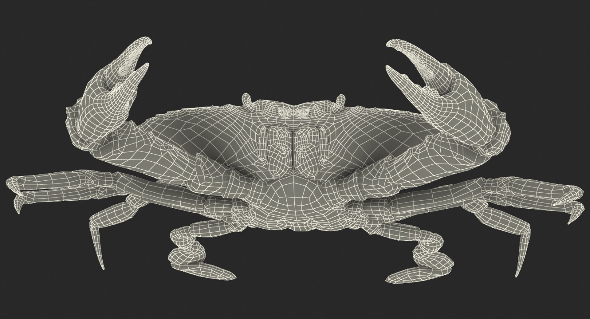 3d model atlantic blue crab