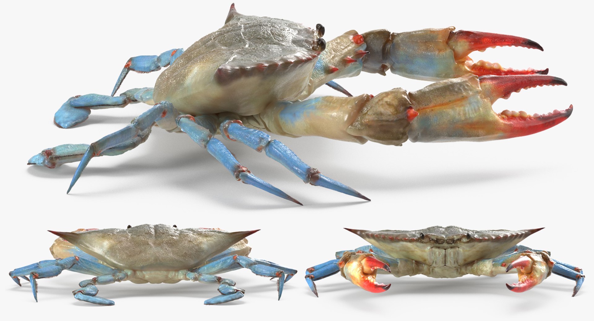 3d model atlantic blue crab