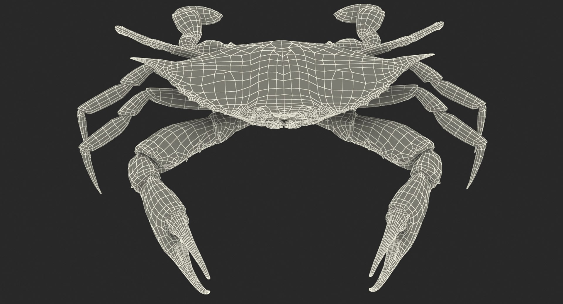 3d model atlantic blue crab