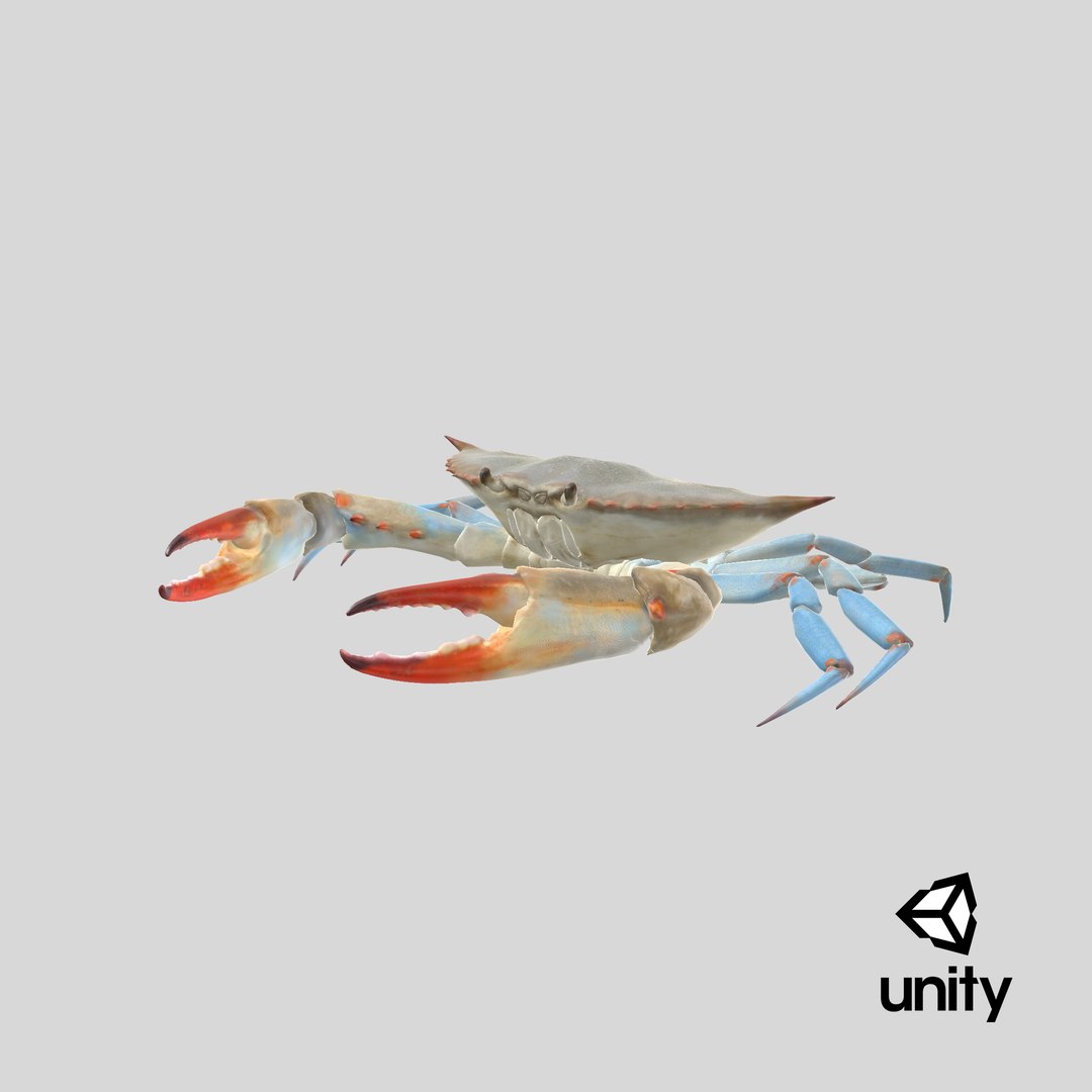 3d model atlantic blue crab