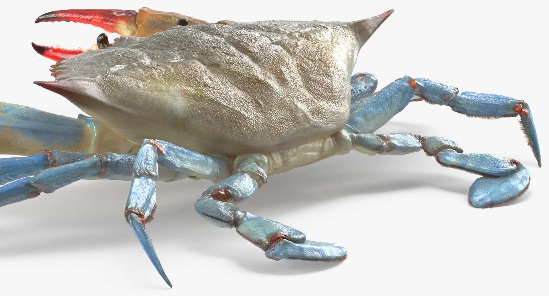 3d model atlantic blue crab