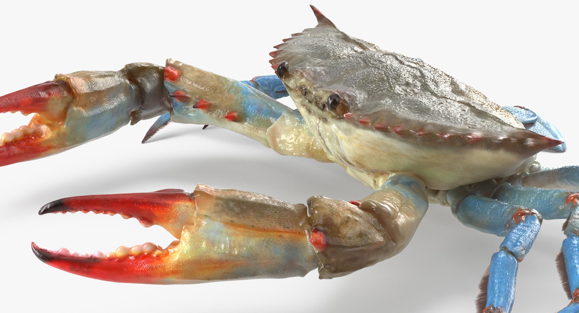 3d model atlantic blue crab