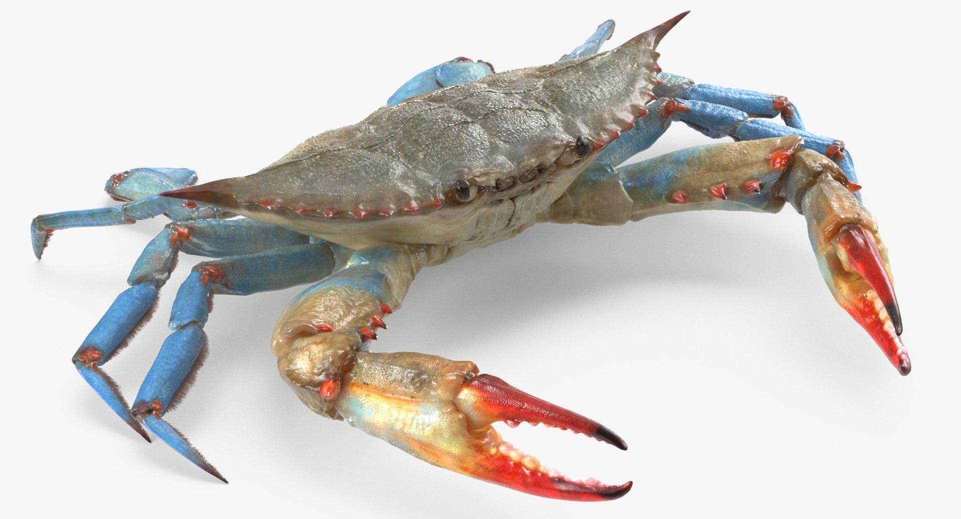 3d model atlantic blue crab