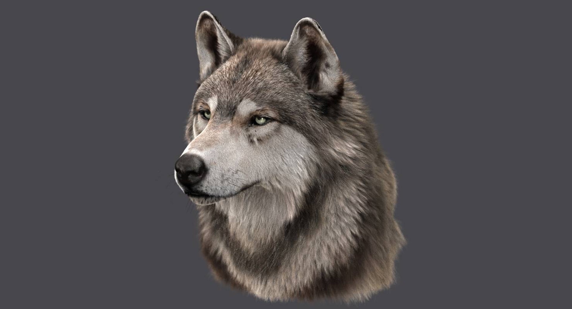Wolfs Head Fur 3D Model - TurboSquid 1404090