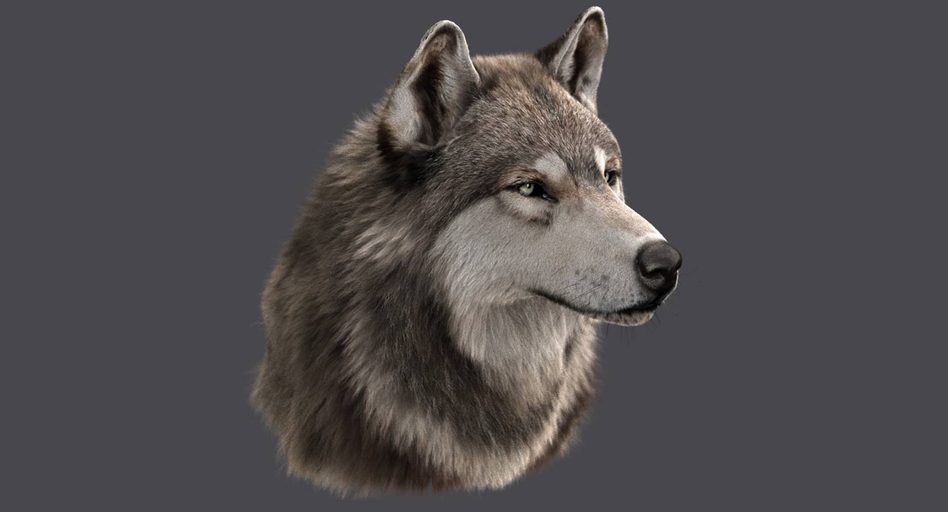 Wolfs Head Fur 3D Model - TurboSquid 1404090