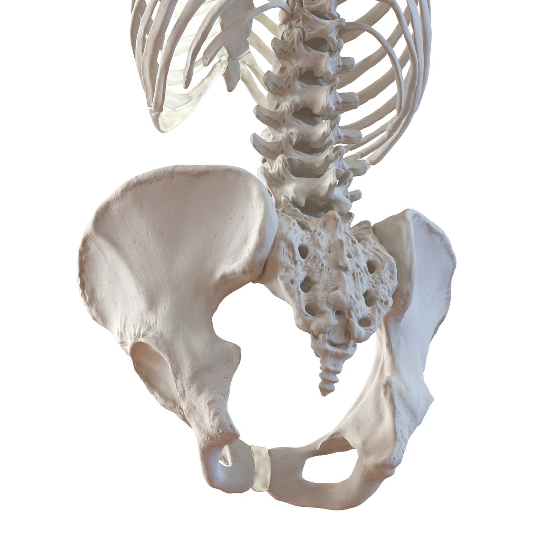 female torso skeleton 3d obj