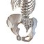 Female Torso Skeleton 3d Obj