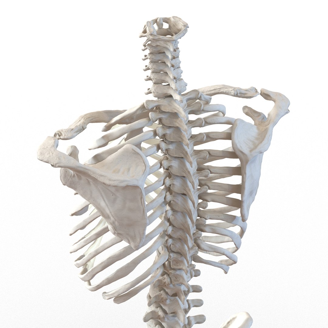 female torso skeleton 3d obj