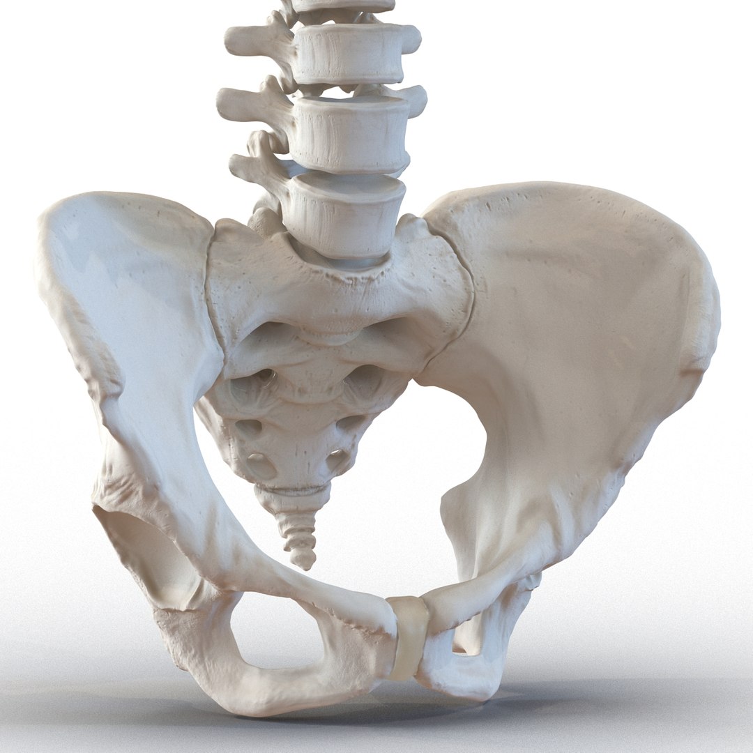 female torso skeleton 3d obj