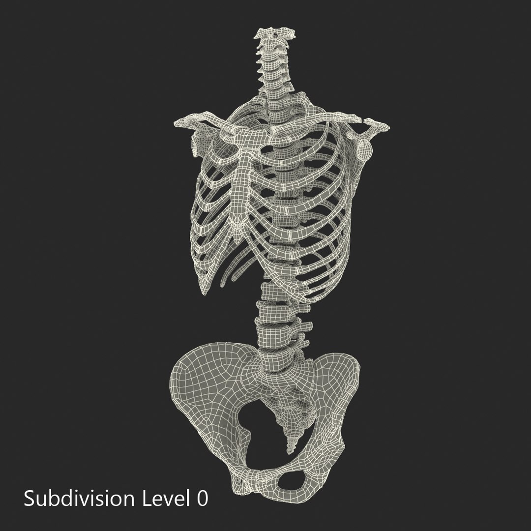 female torso skeleton 3d obj