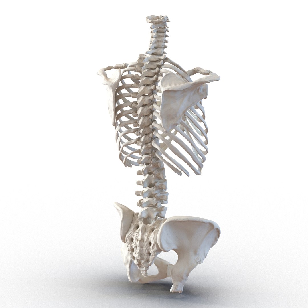 female torso skeleton 3d obj