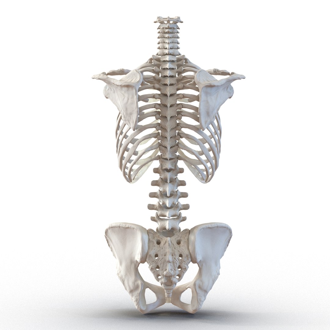 female torso skeleton 3d obj