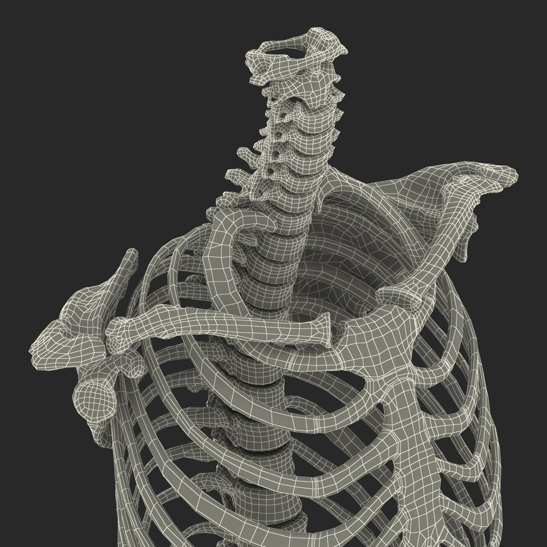 female torso skeleton 3d obj