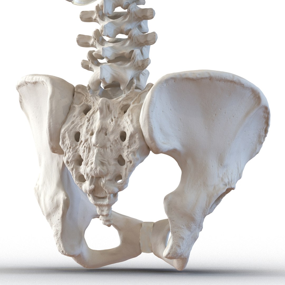 female torso skeleton 3d obj