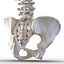 Female Torso Skeleton 3d Obj