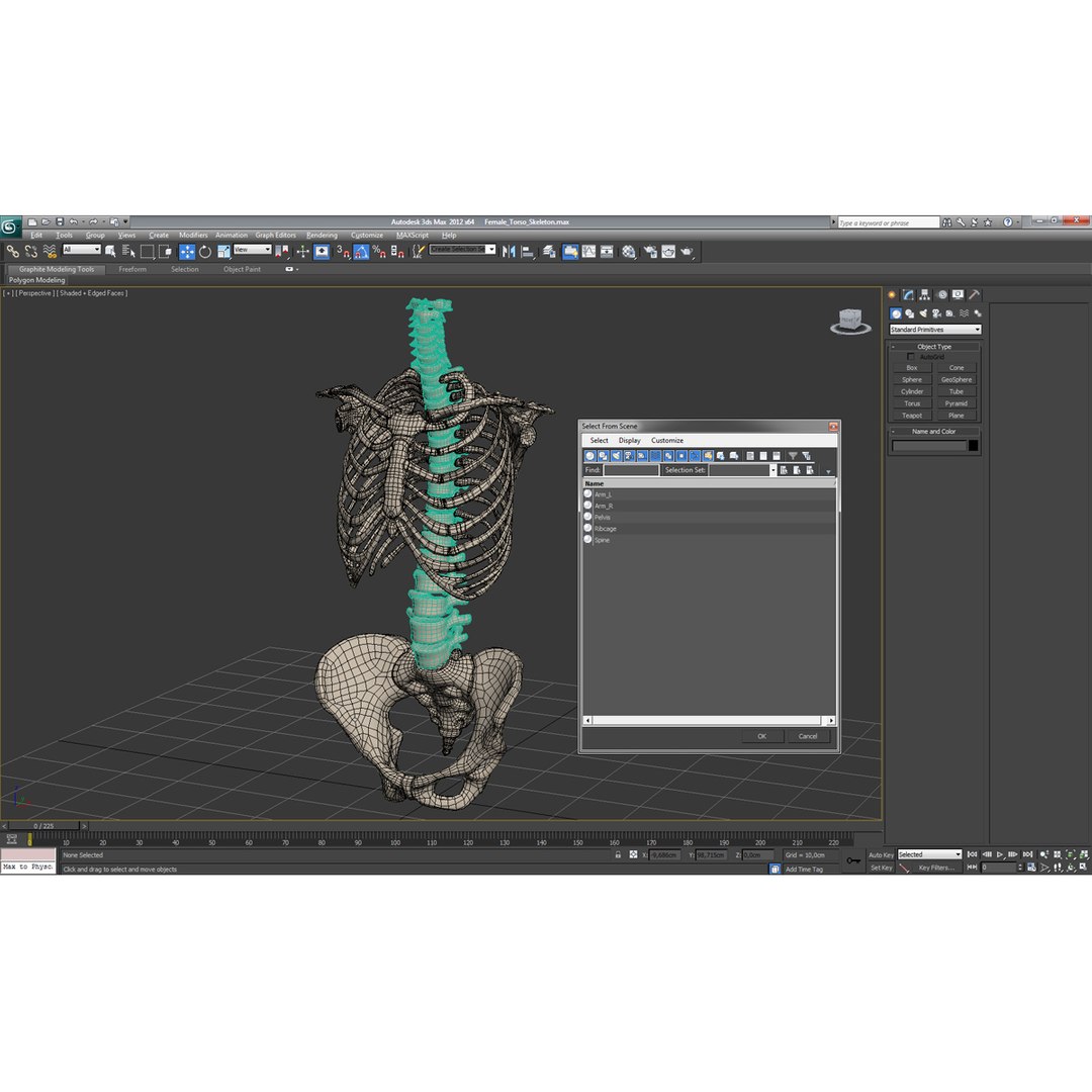 female torso skeleton 3d obj