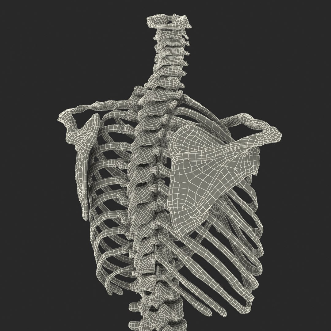 female torso skeleton 3d obj