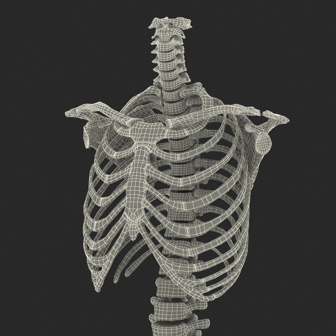 female torso skeleton 3d obj