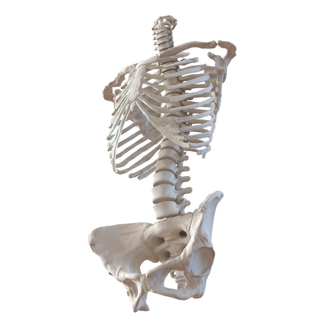 female torso skeleton 3d obj