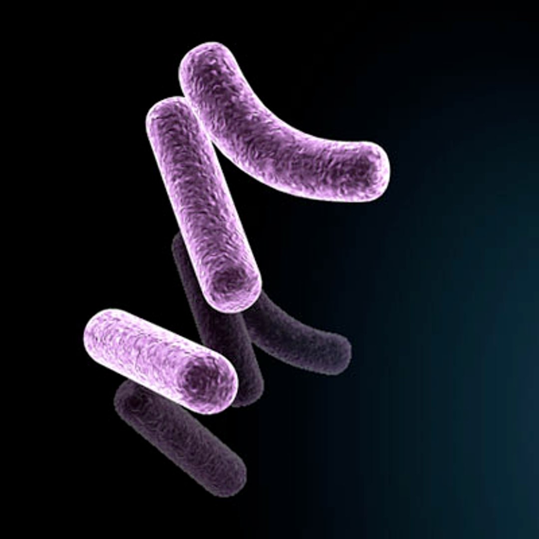 3d Model Bacillus Bacteria Bacterial Cell