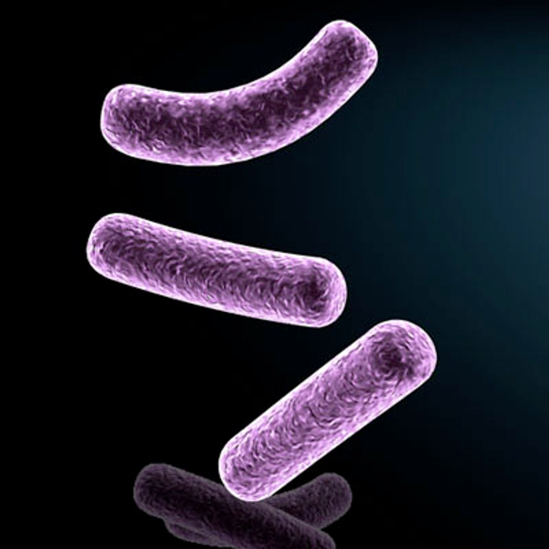3d Model Bacillus Bacteria Bacterial Cell