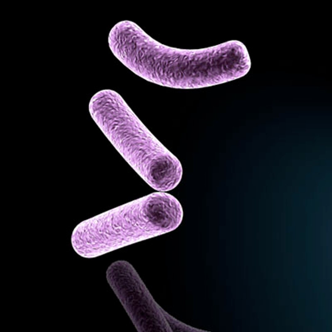 3d Model Bacillus Bacteria Bacterial Cell